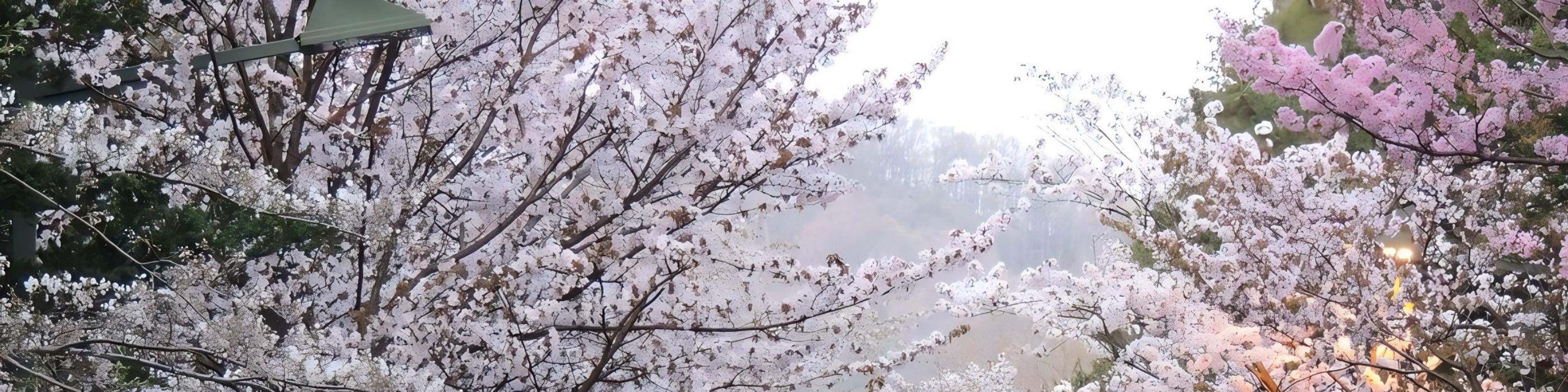 Otaru Canal & Shiroi Koibito Park & Bibai Snow Land Day Tour (From ...